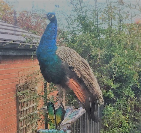 Edgeley House | Akari Care |Care Home